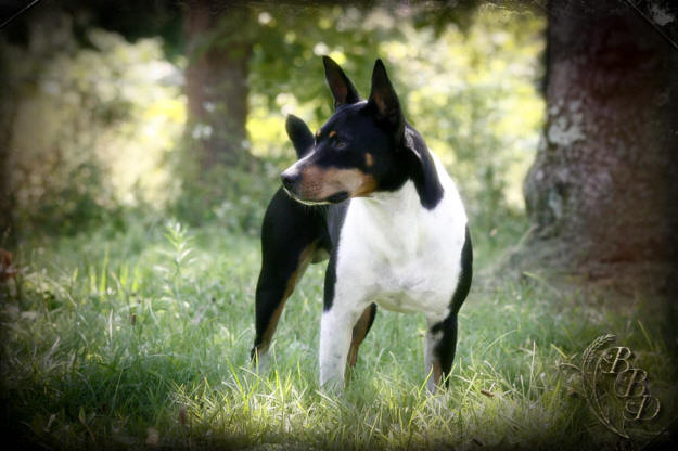 BriarBey Decker and Old Dominion Terriers