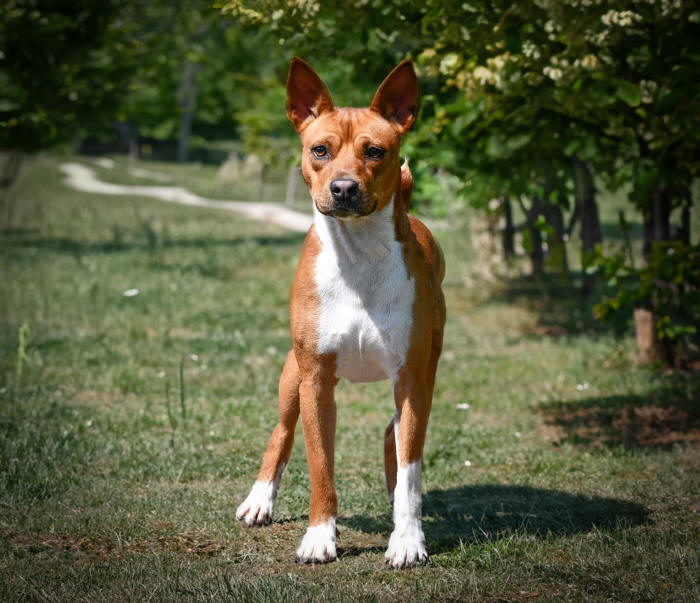 BriarBey Old Dominion Terrier Puppies