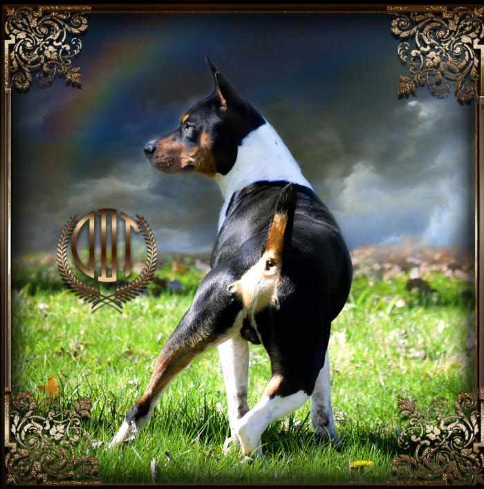 BriarBey Decker and Old Dominion Terriers