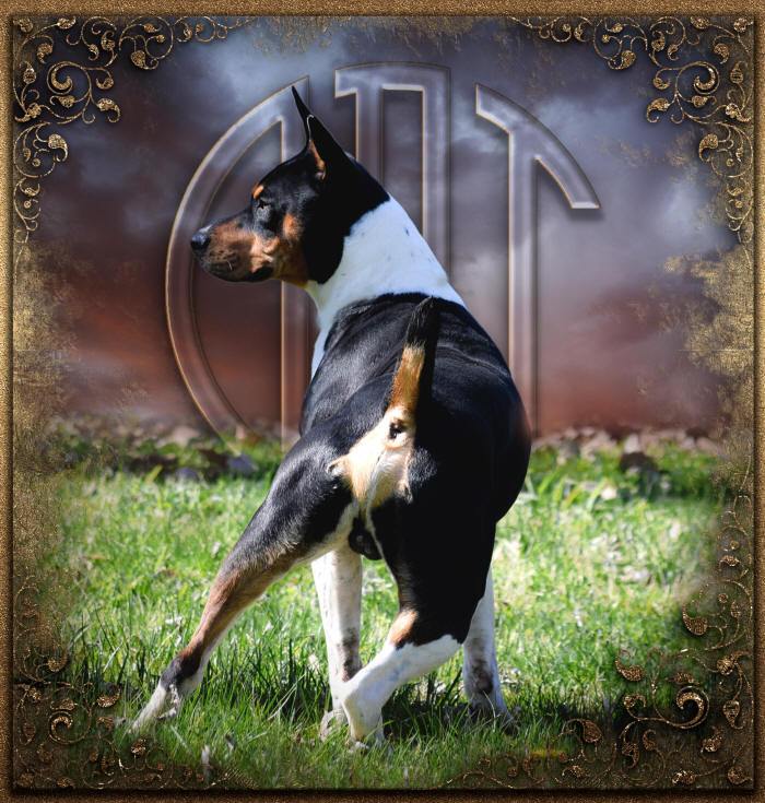 BriarBey Decker and Old Dominion Terriers