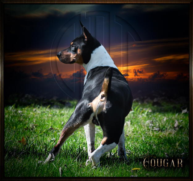 BriarBey Decker and Old Dominion Terriers