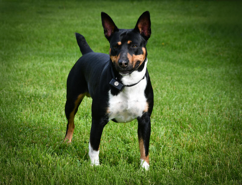 BriarBey Old Dominion Terrier Puppies