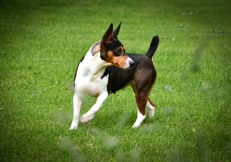 BriarBey Old Dominion Terrier Puppies